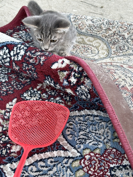 Отдам в добрые руки котенка(мальчик)