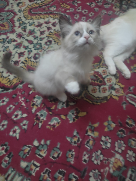 Продаются котята