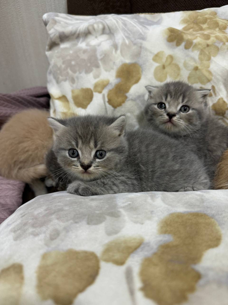 Продаётся котенок