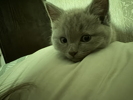 Продам котенка девочку