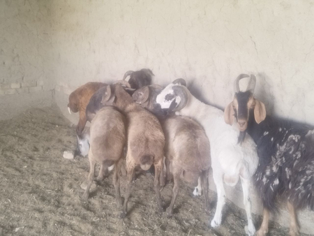 Qo'chqor barralar sotiladi
