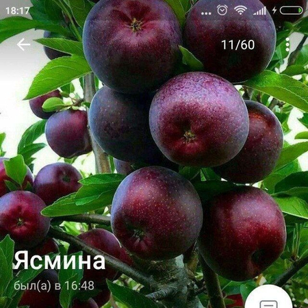 Дерева.спилит.обреска.Деревьев