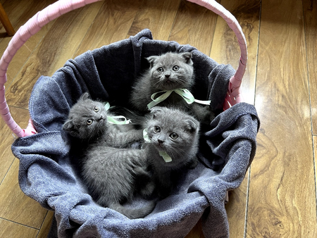 Вислоухие котята