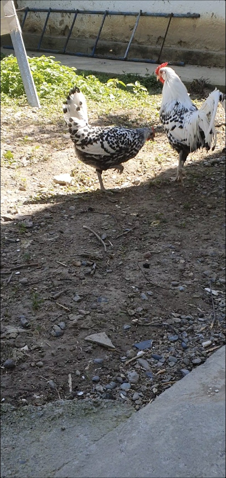 Toza qonli gamburskiy paroda tovu tuxumda gulari idial kegan