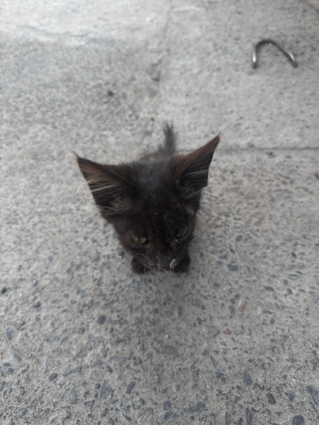 Описание* Котёнок чёрный красивый ласковый