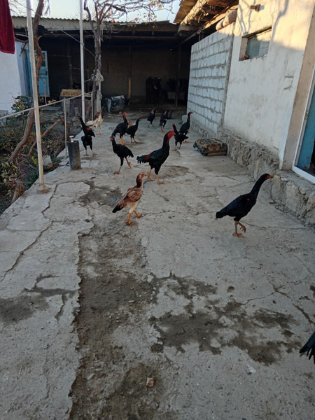 Kulangi xorozlar