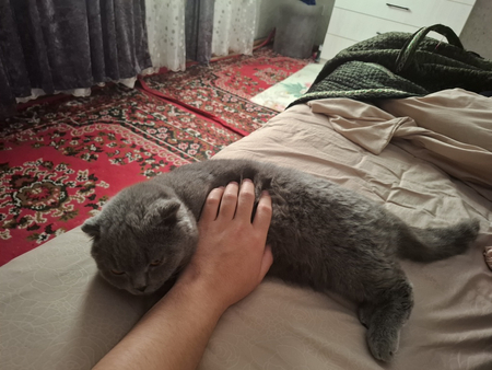 Scottish fold mushukchalar