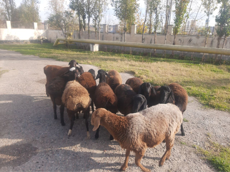 Куй сотилади
