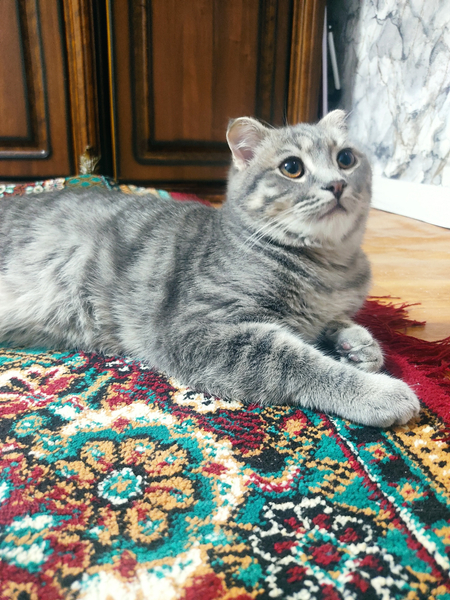 Scottish strayt/mushukcha/котёнок