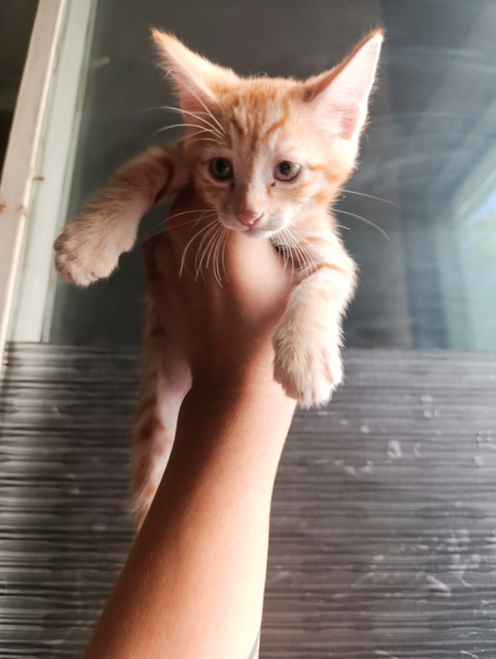 Отдаю даром котят