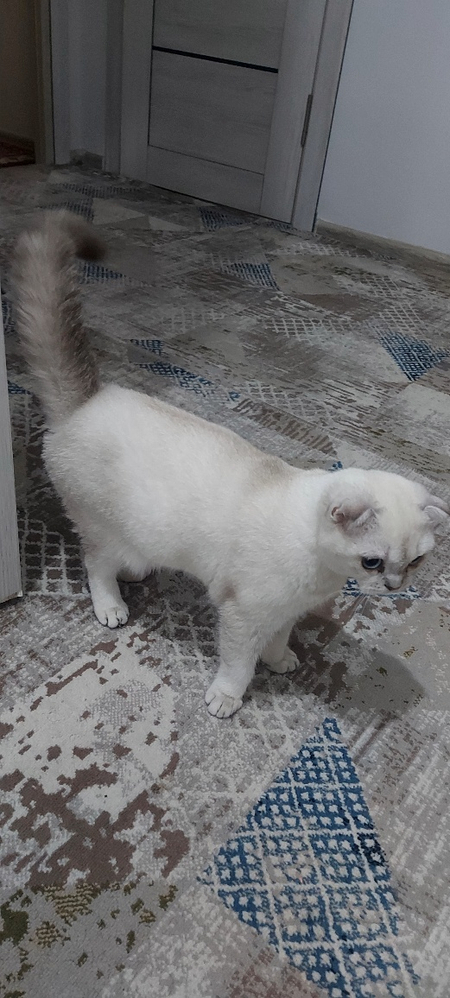 Кошка пародистая скоттиш фолд