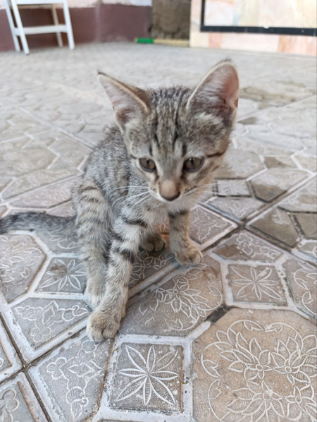 Отдам котят в хорошие руки, проглистованы