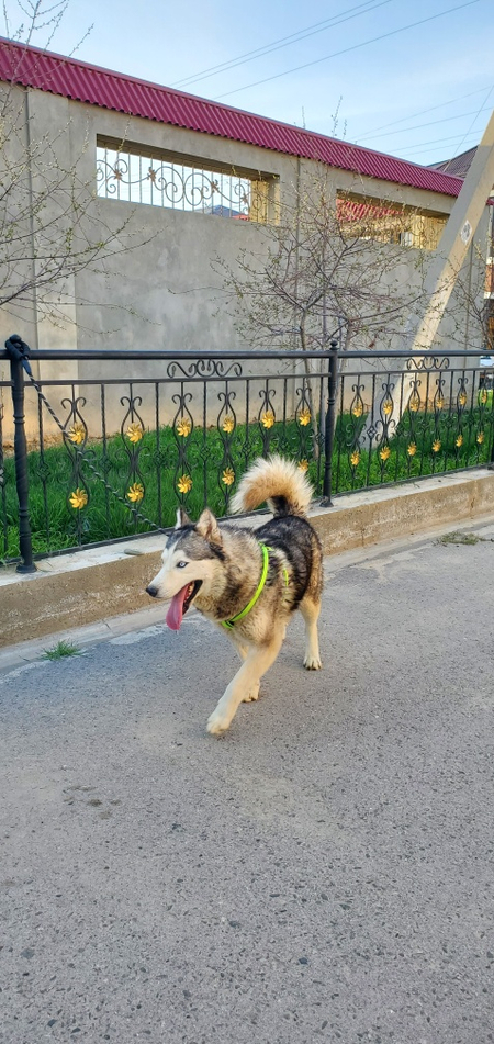 Хаски еркак 3 йош