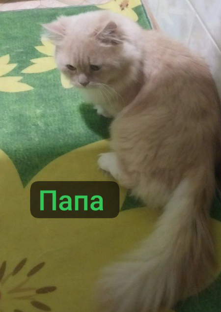 Котёнок срочно продаю