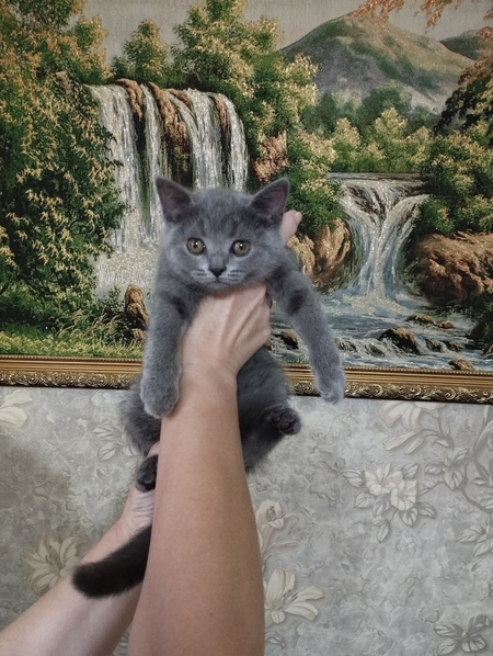 Скотиш страйт девочка от правильной вязки