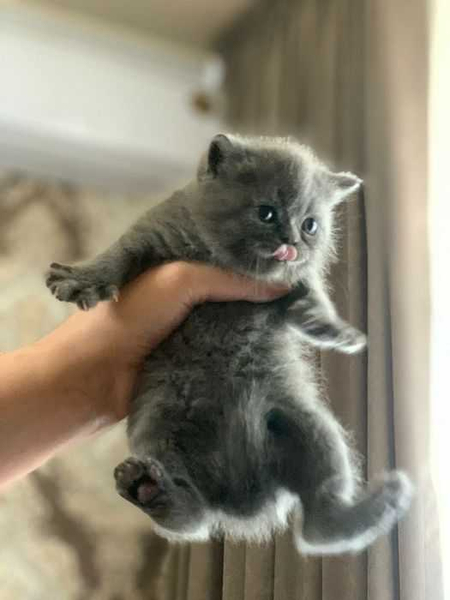 Продаются котята