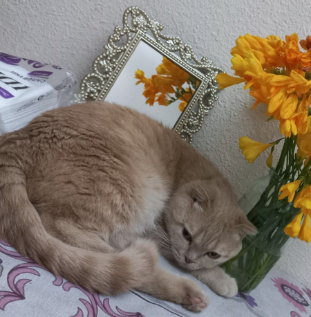 Продаётся Скотишш фолд