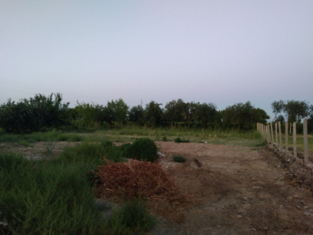 Molxona. Tovuqxona