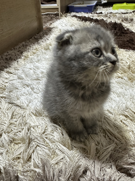 Фолд мальчишки 50 дней