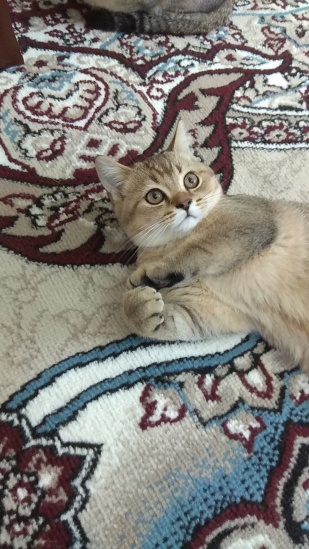 Продаются котята