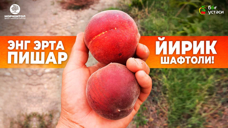 Шафтоли кўчатлар | Shaftoli ko‘chatlar | нектарин | тукли шафтоли |