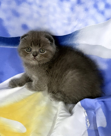 Продам фолд котёнка