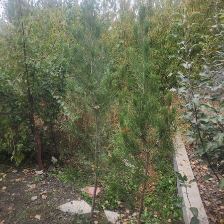 Сосна сасна арча кучатлари бор
