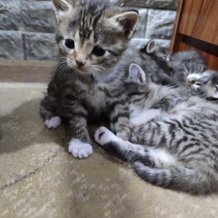 Продаются котята скотч страйк