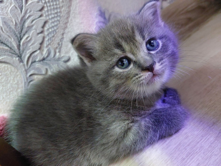 Котята скотиш страйт и скотиш фолд