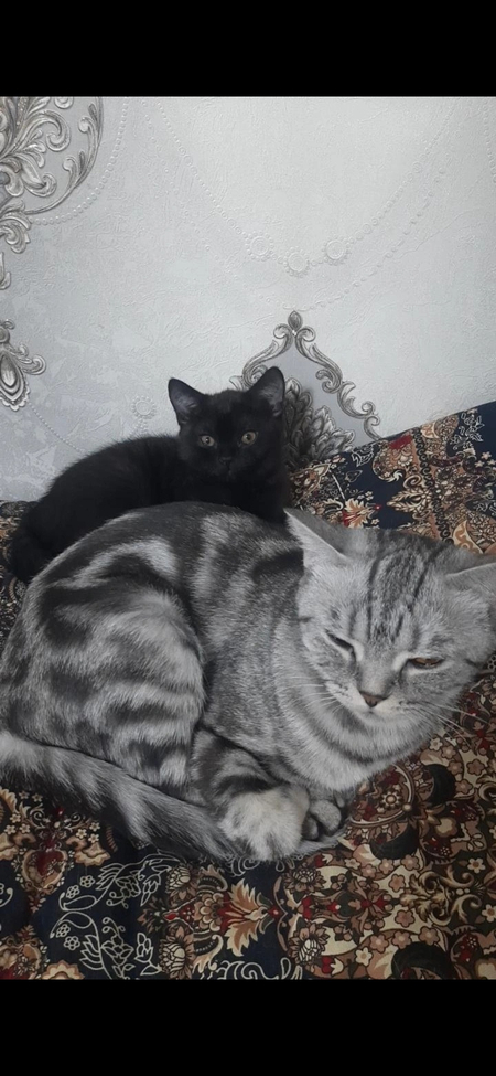 Продам котёнка имя Кола 4 месяца девочка