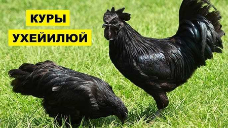 Ухейилюй яшил тухум туғадиган, гўшти қора 5 та товуқ ва 1 хўрози