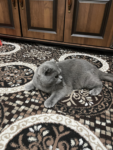 Скотиш фолд