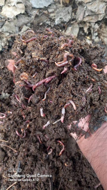 Biogomus chuvalchanglari