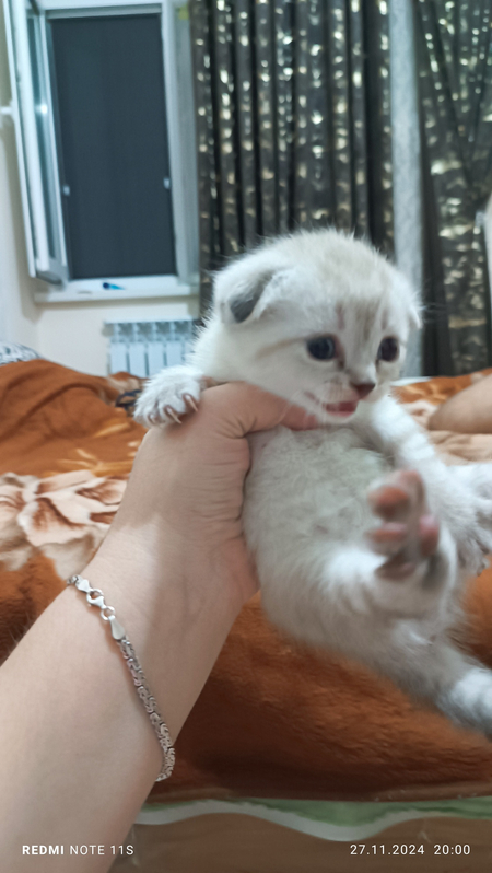 Продаются котята