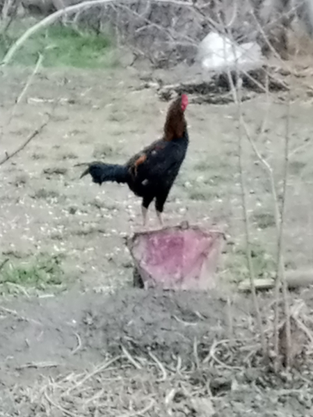 Kulangi xoʻroz sotiladi