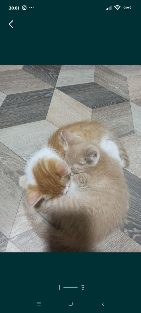 Отдам котенка в добрые руки