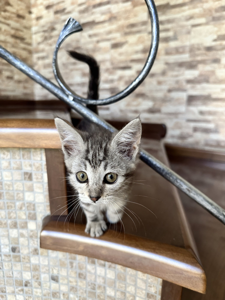 ПОТЕРЯЛСЯ КОТЕНОК! Кошка. Нашедшего ждет вознаграждение!