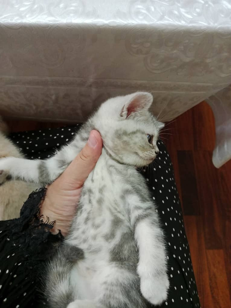 Продается котята скоттиш фолд скоттиш страйт