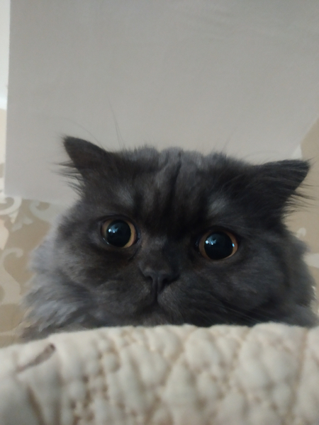 ВЯЗКА.  Кошка шотландская, прямоухая, длинношерстная.