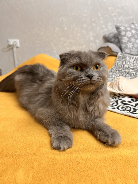 Отдадим в хорошие руки чистой породы вислоухую кошку