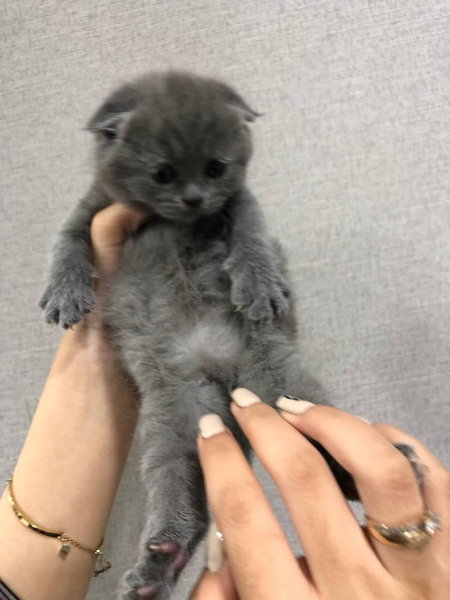 Продается котенок