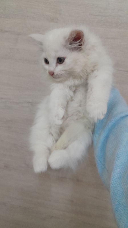 Сибирский котёнок девочка