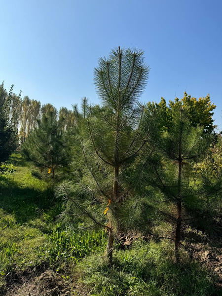 Manzaralik Archalar va daraxtlar bor