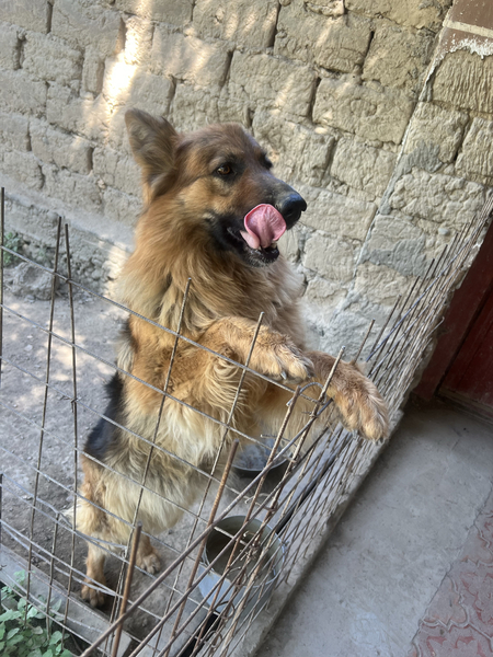 Продам собаку