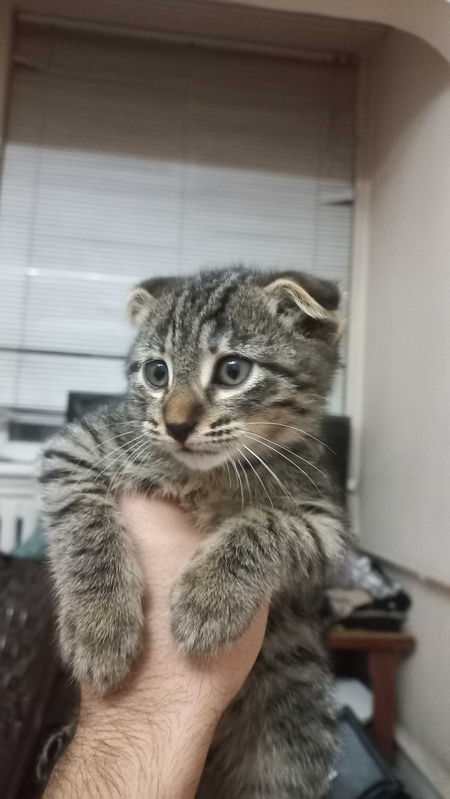Scottish fold Mushuk sotiladi