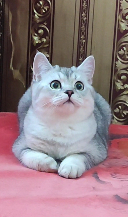 Плюшевый серебристый мальчик