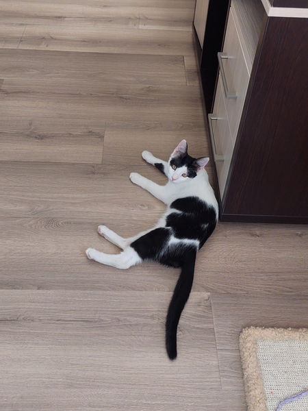 Котёнок мальчик. Очень забавный и игривый