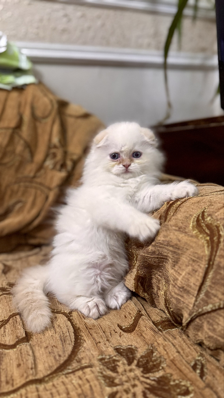 Продаются котята