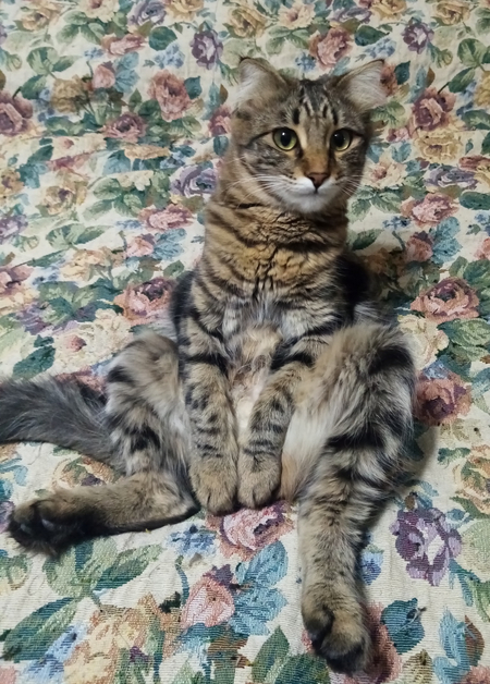 Котята породистые  фолд и страйт