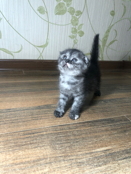 Котята породистые